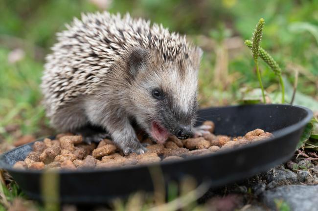 Top 10 facts about Hedgehogs | WWF